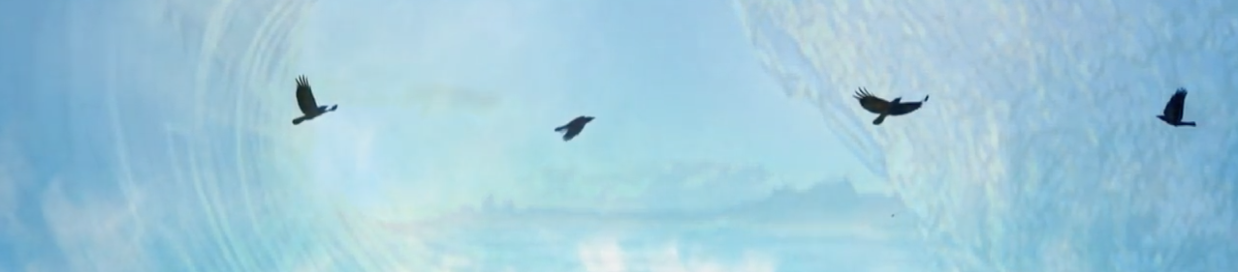 banner_birds | Banner Endings